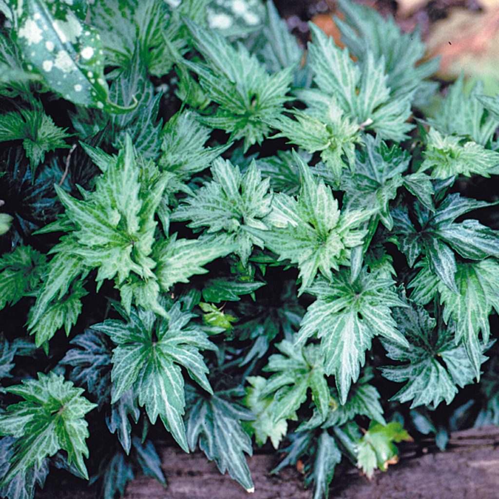 Viola ‘Dancing Geisha’ | TERRA NOVA® Nurseries, Inc.