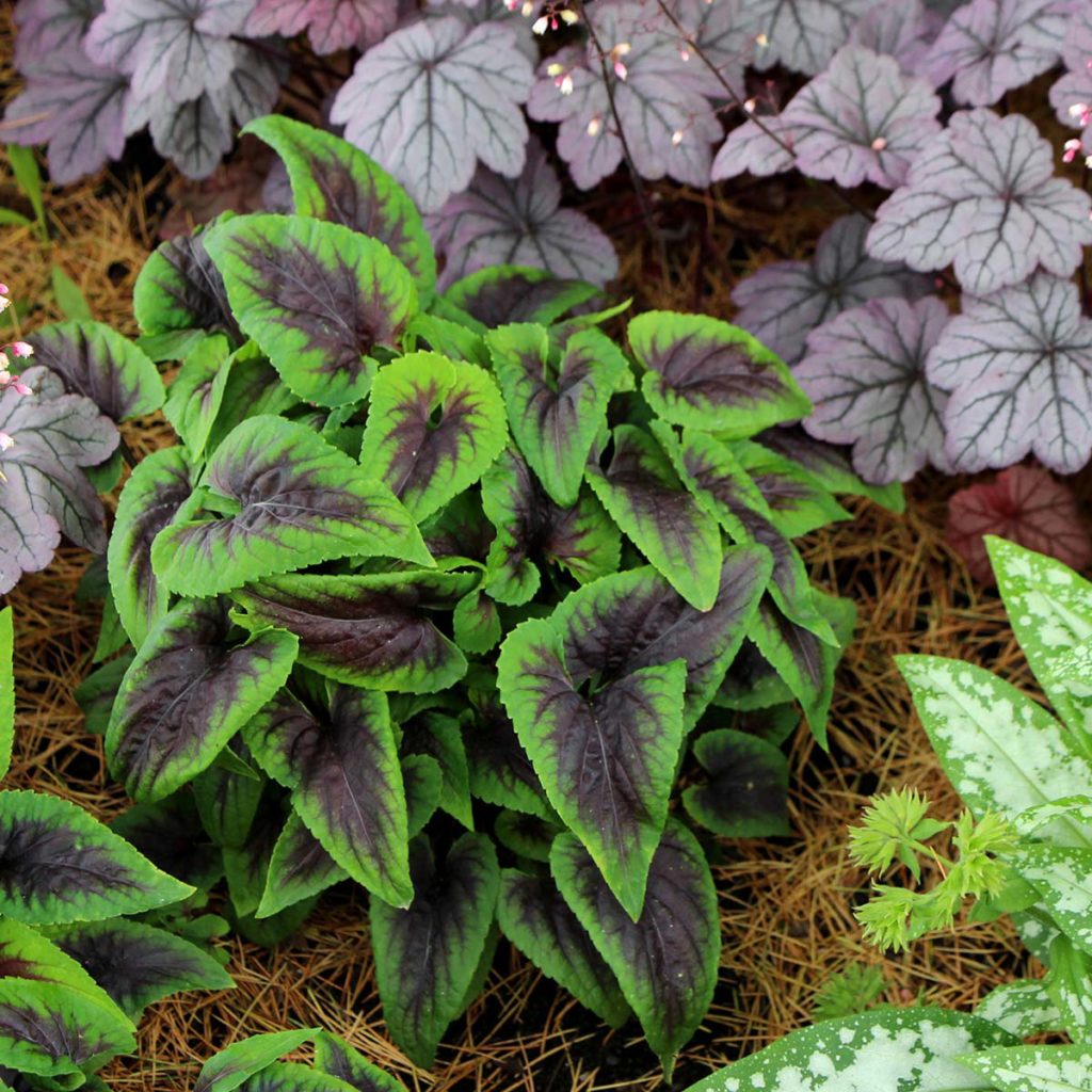 Viola ‘Heartthrob’ | TERRA NOVA® Nurseries, Inc.