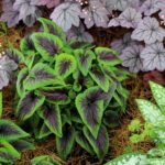Viola ‘Heartthrob’ | TERRA NOVA® Nurseries, Inc.