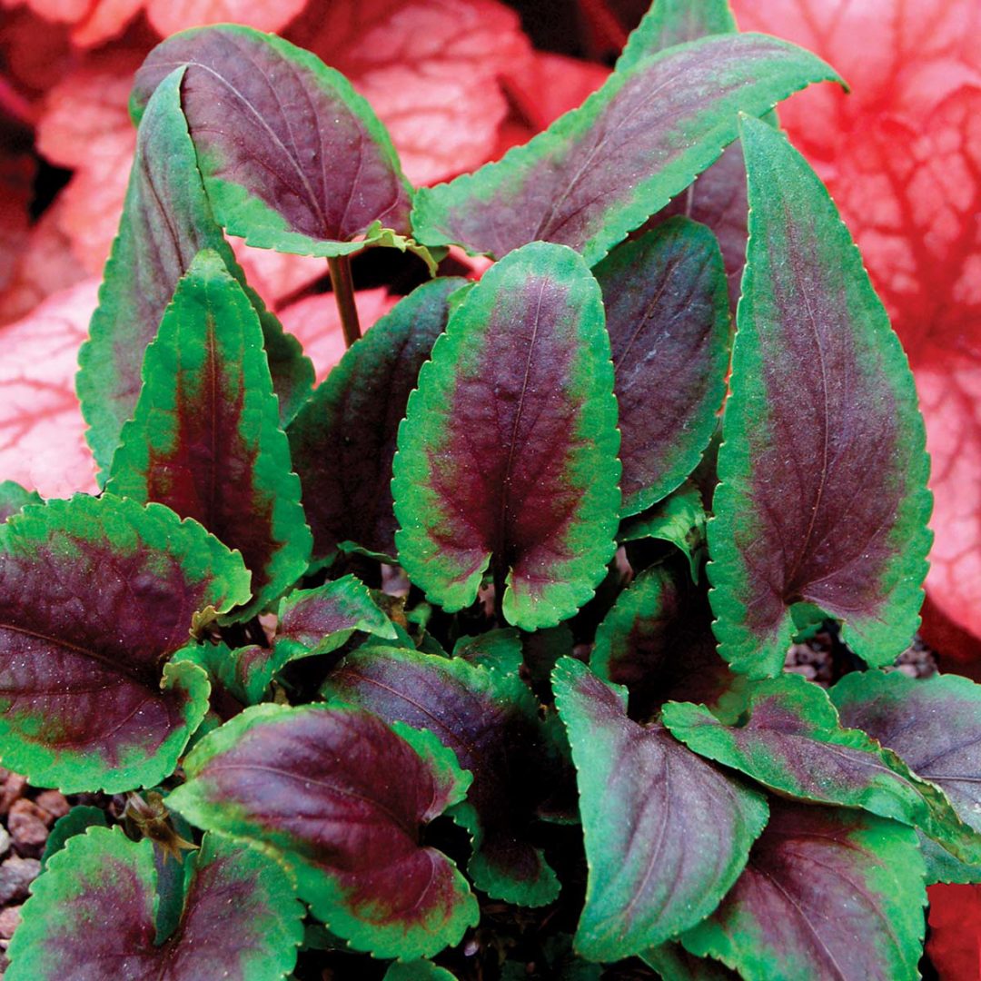 Viola ‘Heartthrob’ | TERRA NOVA® Nurseries, Inc.