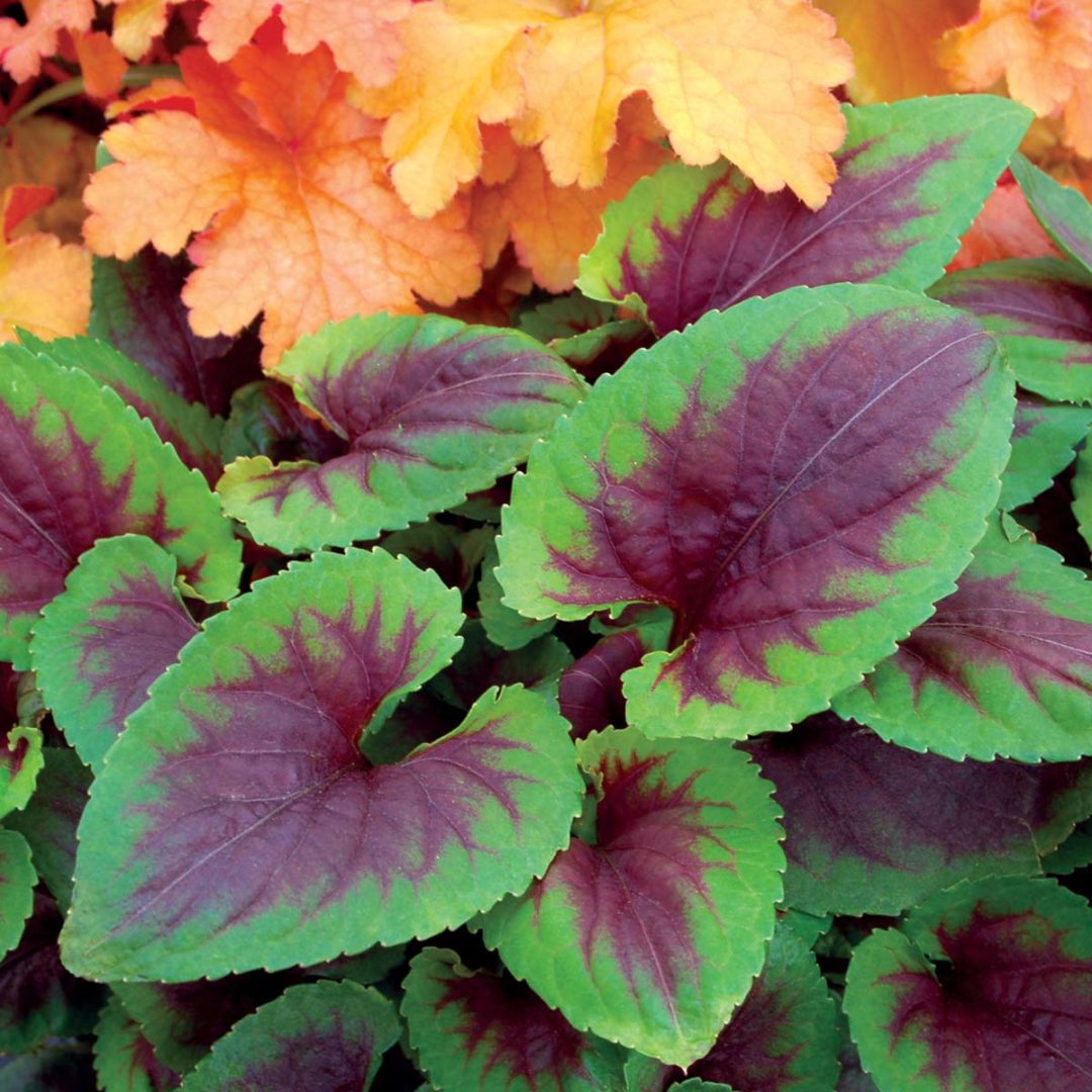 Viola ‘Heartthrob’ | TERRA NOVA® Nurseries, Inc.
