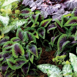 Viola ‘Heartthrob’ | TERRA NOVA® Nurseries, Inc.
