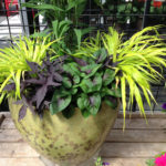 Viola ‘Heartthrob’ | TERRA NOVA® Nurseries, Inc.