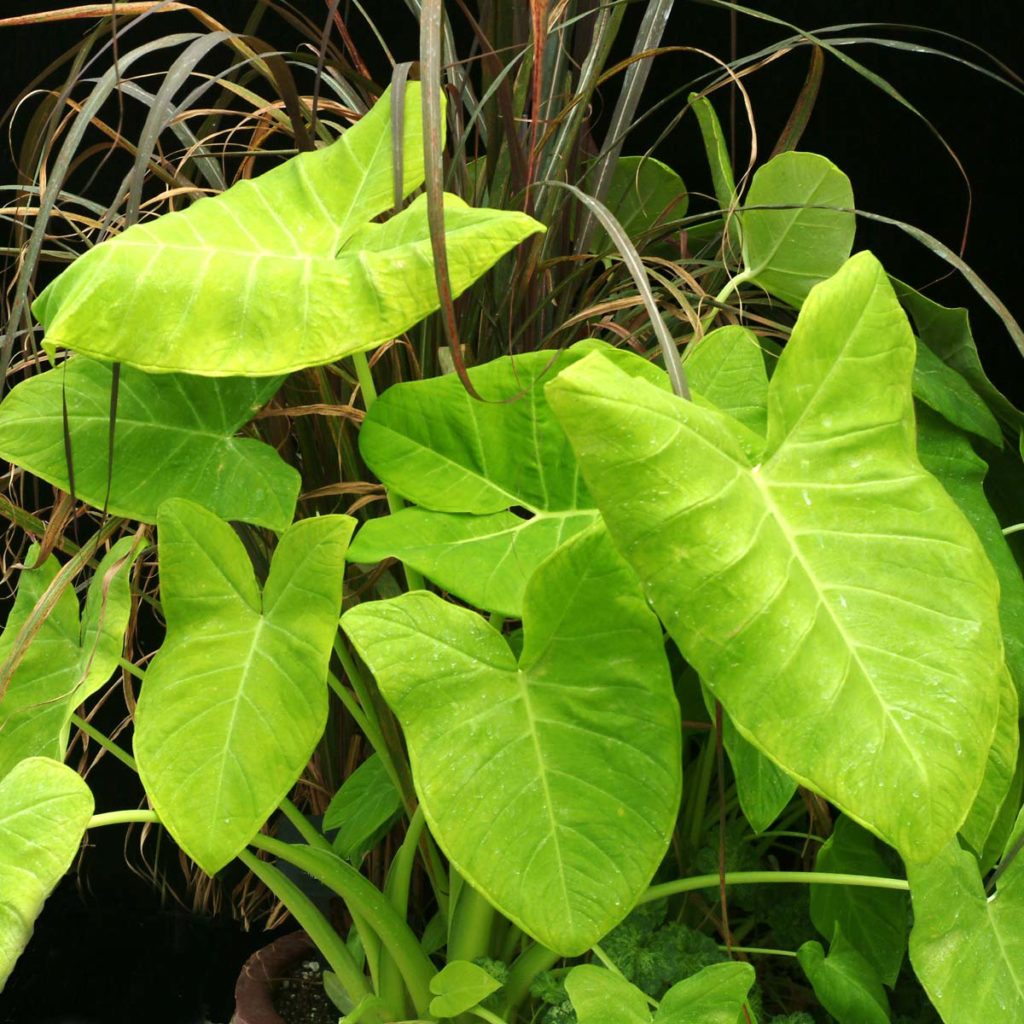 Xanthosoma ‘Lime Zinger’ | TERRA NOVA® Nurseries, Inc.