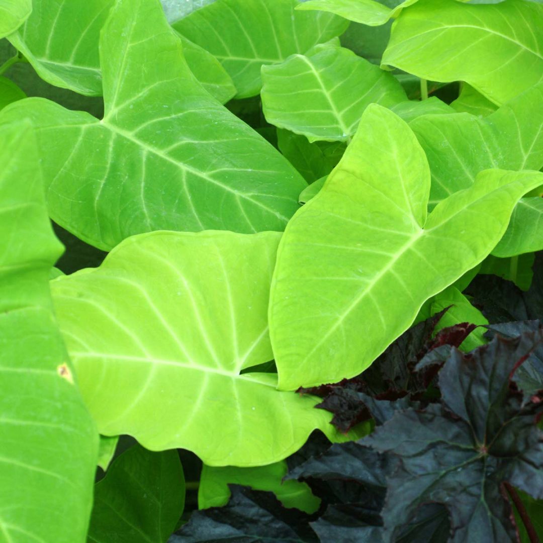 Xanthosoma ‘Lime Zinger’ | TERRA NOVA® Nurseries, Inc.