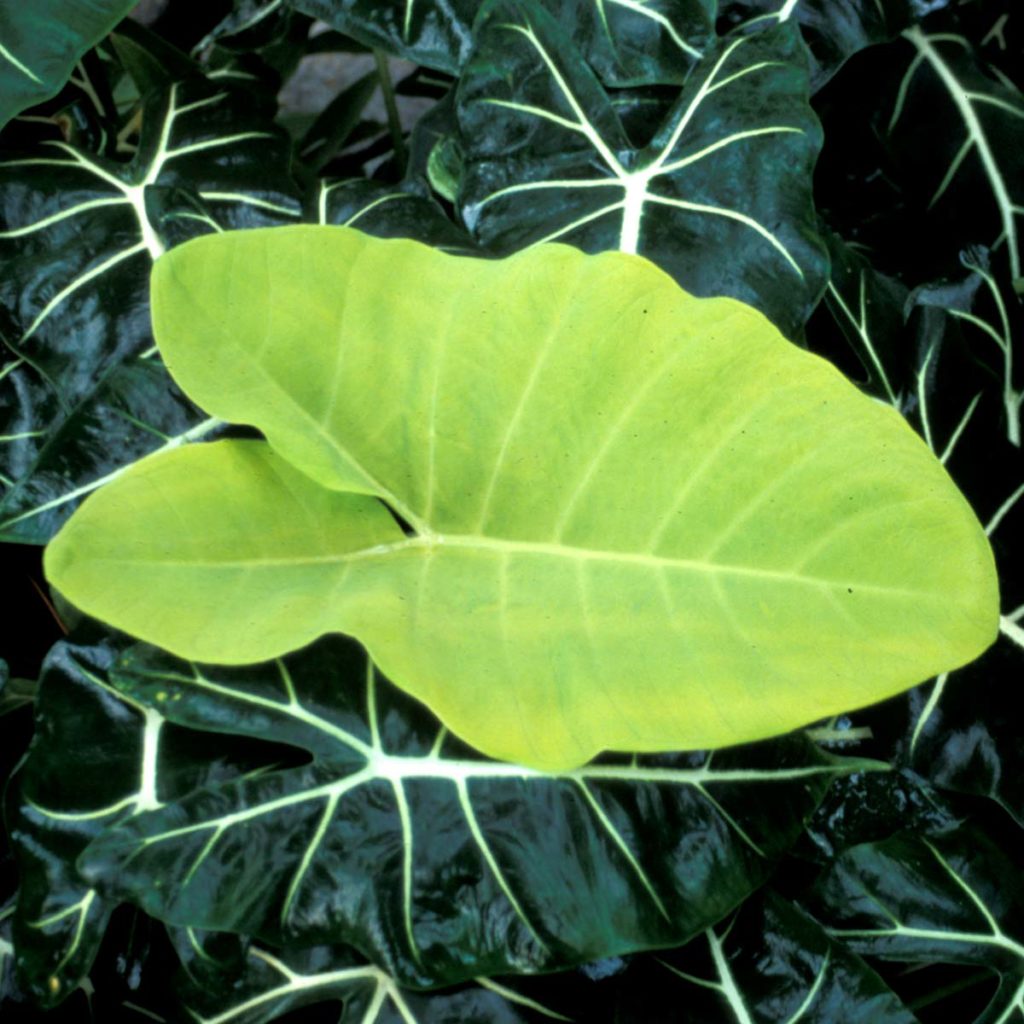 Xanthosoma ‘Lime Zinger’ | TERRA NOVA® Nurseries, Inc.