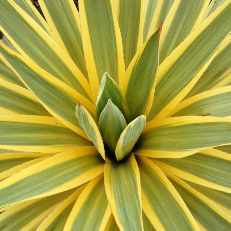 Yucca ‘Bright Star’ | TERRA NOVA® Nurseries, Inc.