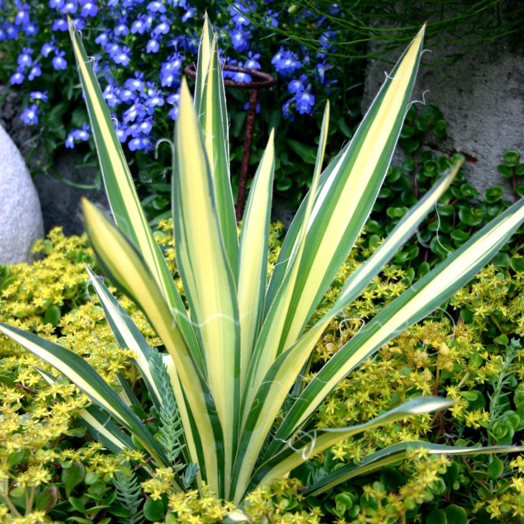 Yucca ‘Color Guard’ | TERRA NOVA® Nurseries, Inc. Yucca ‘Color Guard’ | TERRA NOVA® Nurseries, Inc.