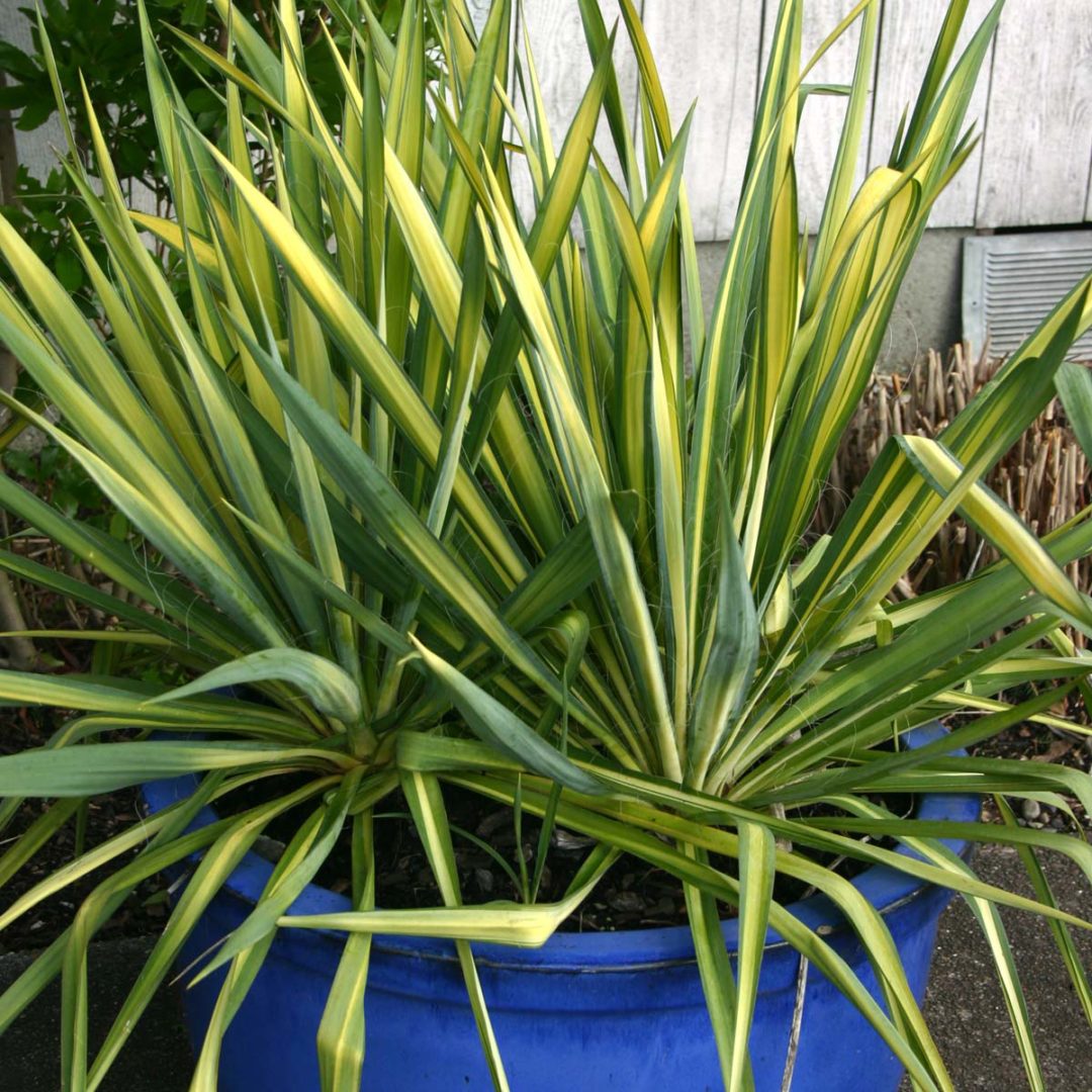 Yucca ‘Color Guard’ | TERRA NOVA® Nurseries, Inc.