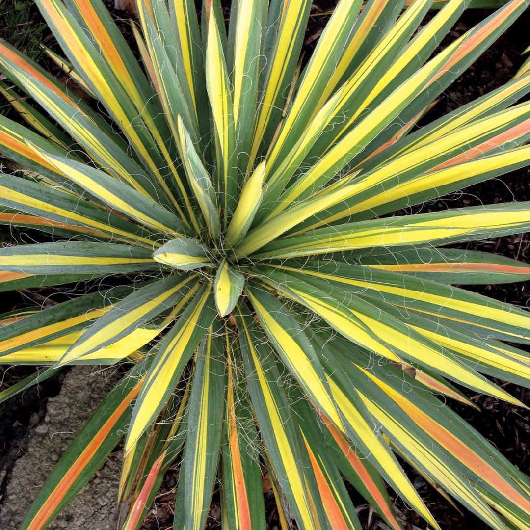 Yucca ‘Color Guard’ | TERRA NOVA® Nurseries, Inc.