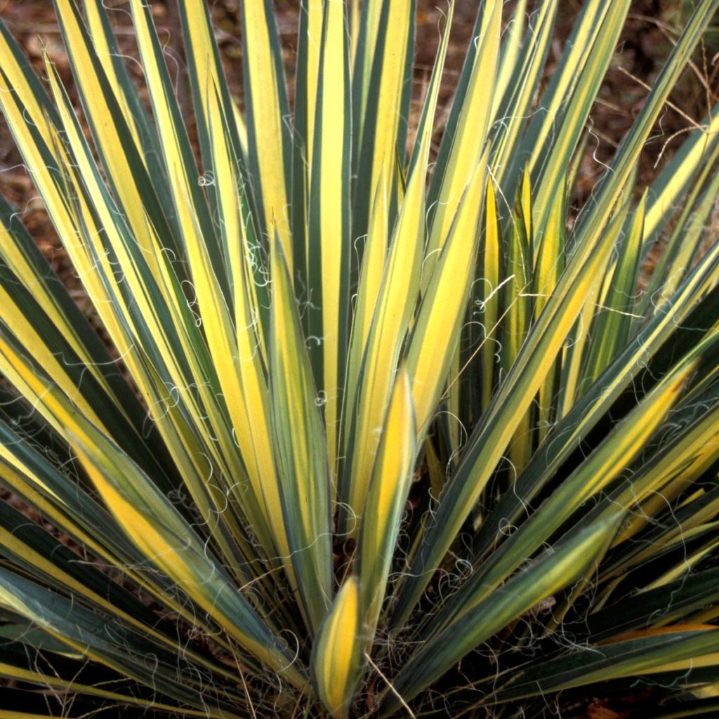 Yucca ‘Color Guard’ | TERRA NOVA® Nurseries, Inc.