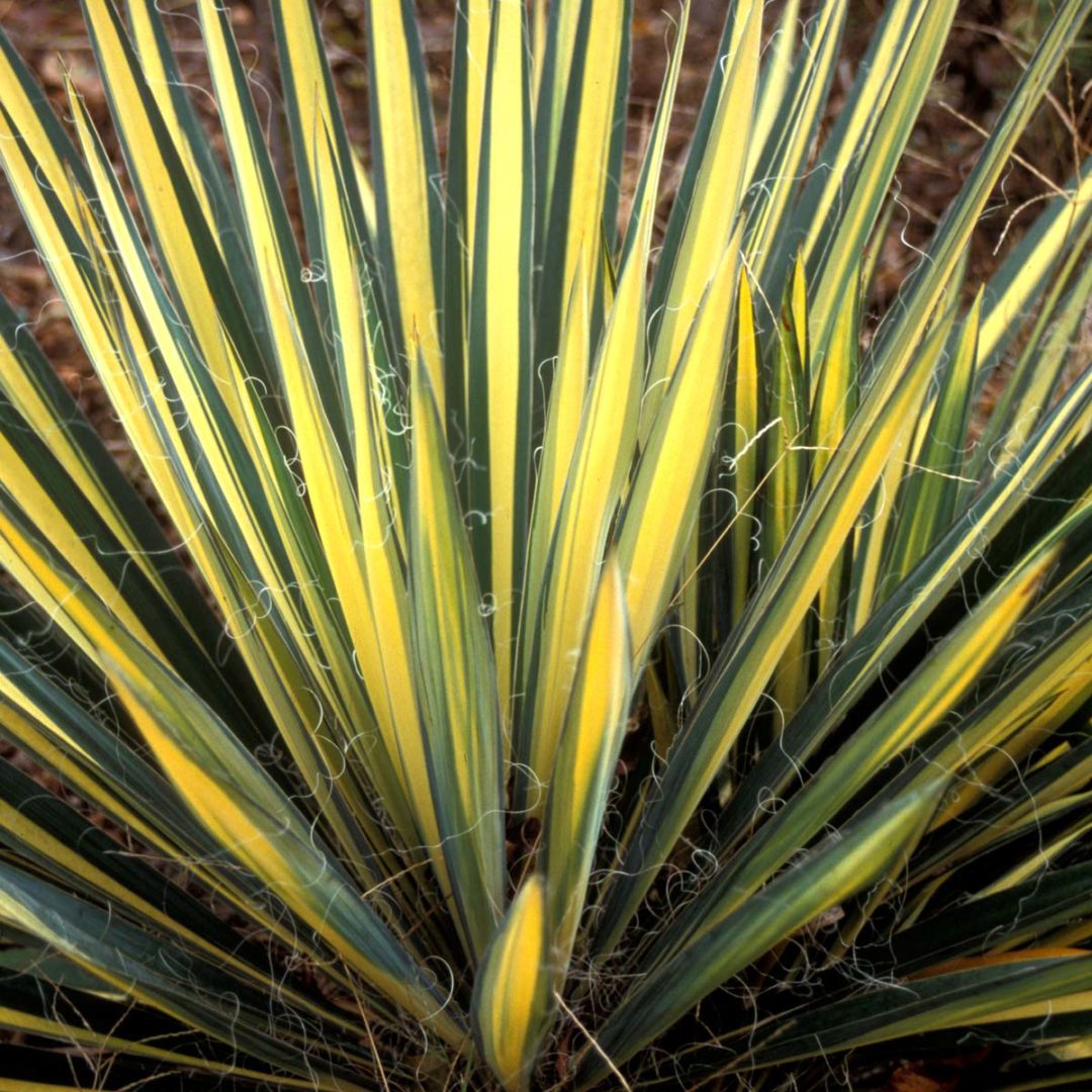 Yucca ‘Color Guard’ | TERRA NOVA® Nurseries, Inc.