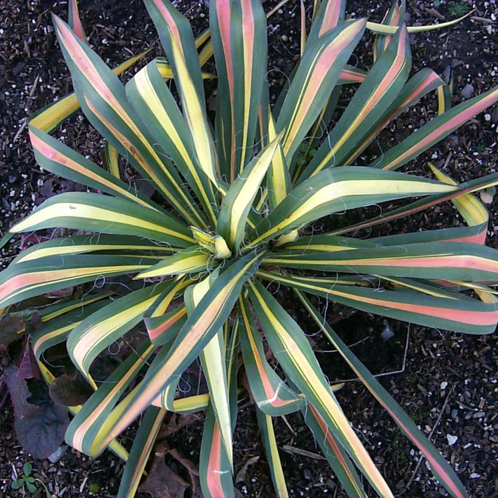 Yucca ‘Color Guard’ | TERRA NOVA® Nurseries, Inc.
