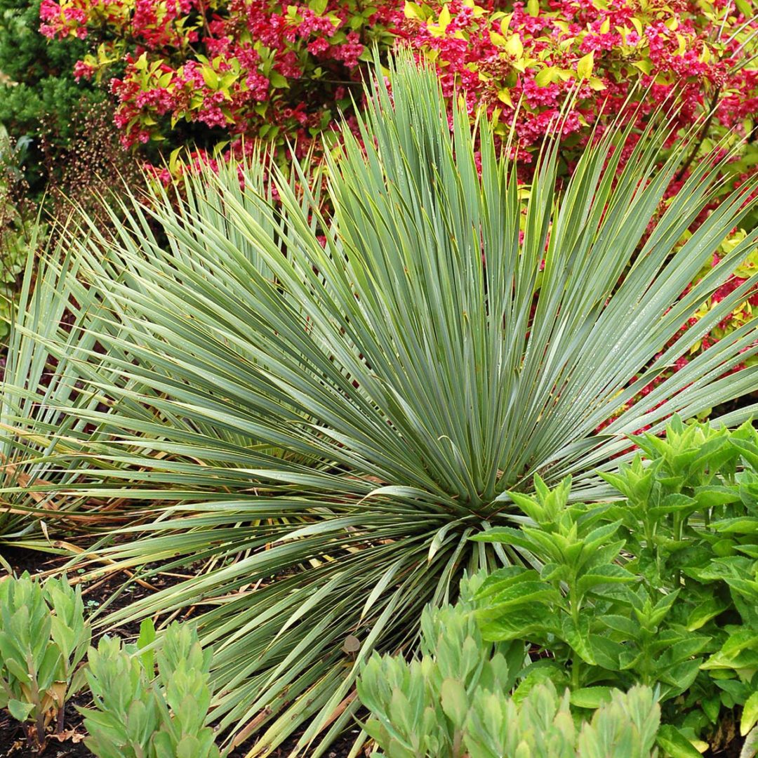 Yucca ‘Sapphire Skies’ | TERRA NOVA® Nurseries, Inc.