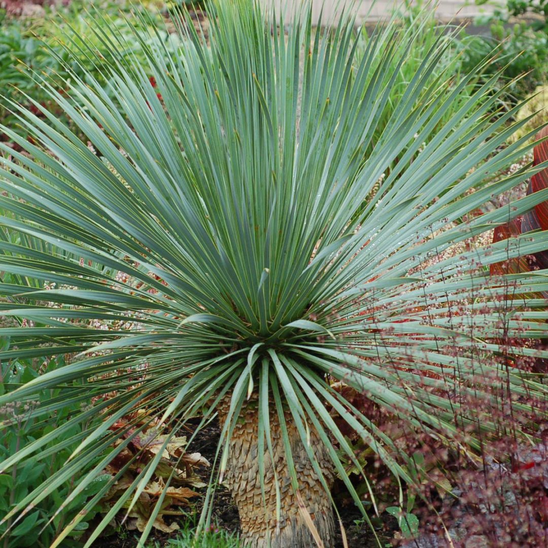 Yucca ‘Sapphire Skies’ | TERRA NOVA® Nurseries, Inc.