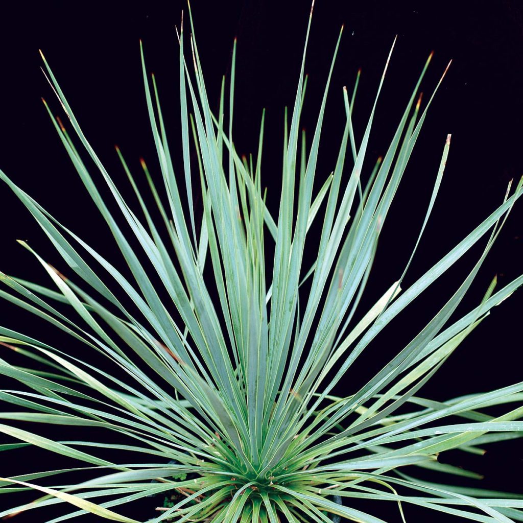 Yucca ‘Sapphire Skies’ | TERRA NOVA® Nurseries, Inc.