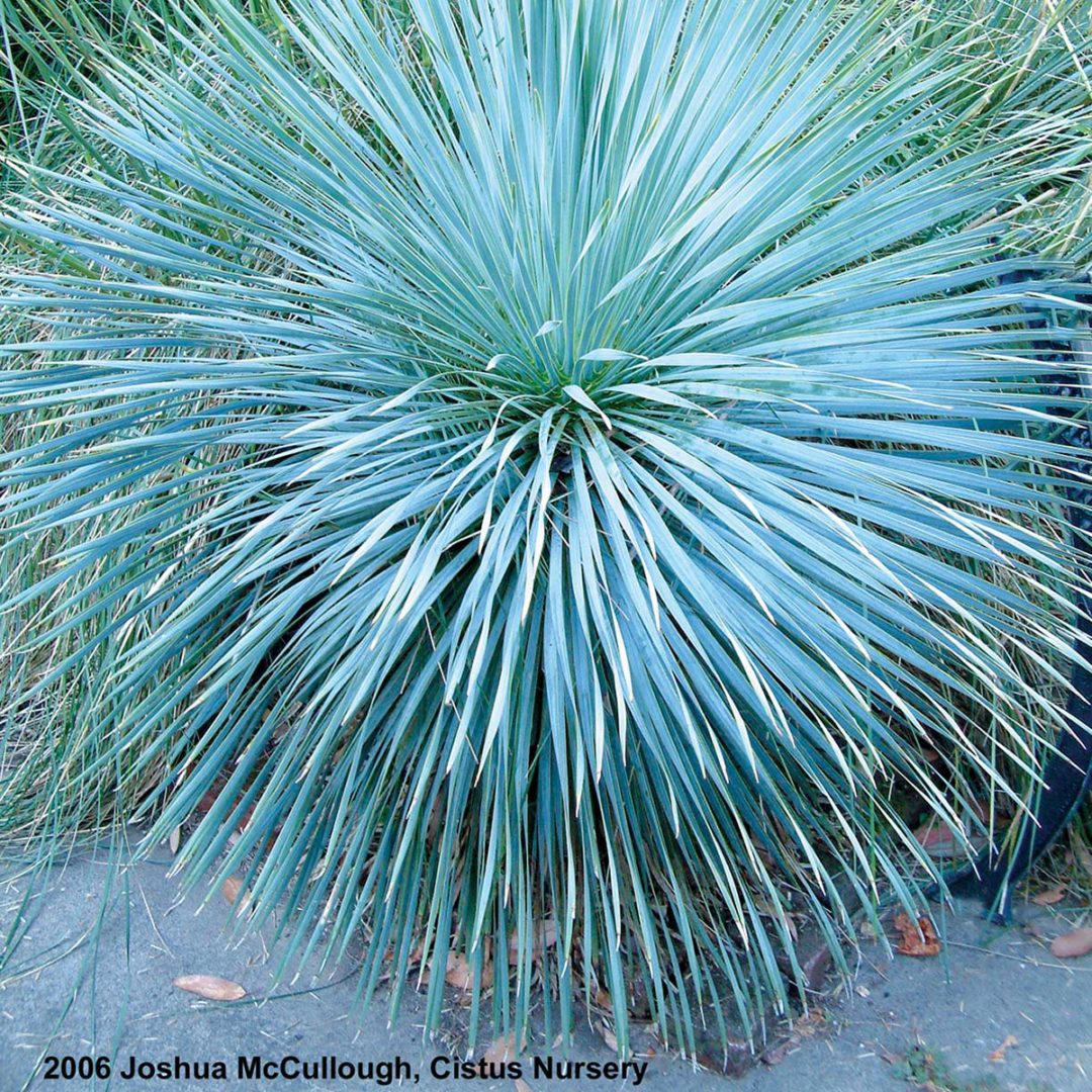Yucca ‘Sapphire Skies’ | TERRA NOVA® Nurseries, Inc.