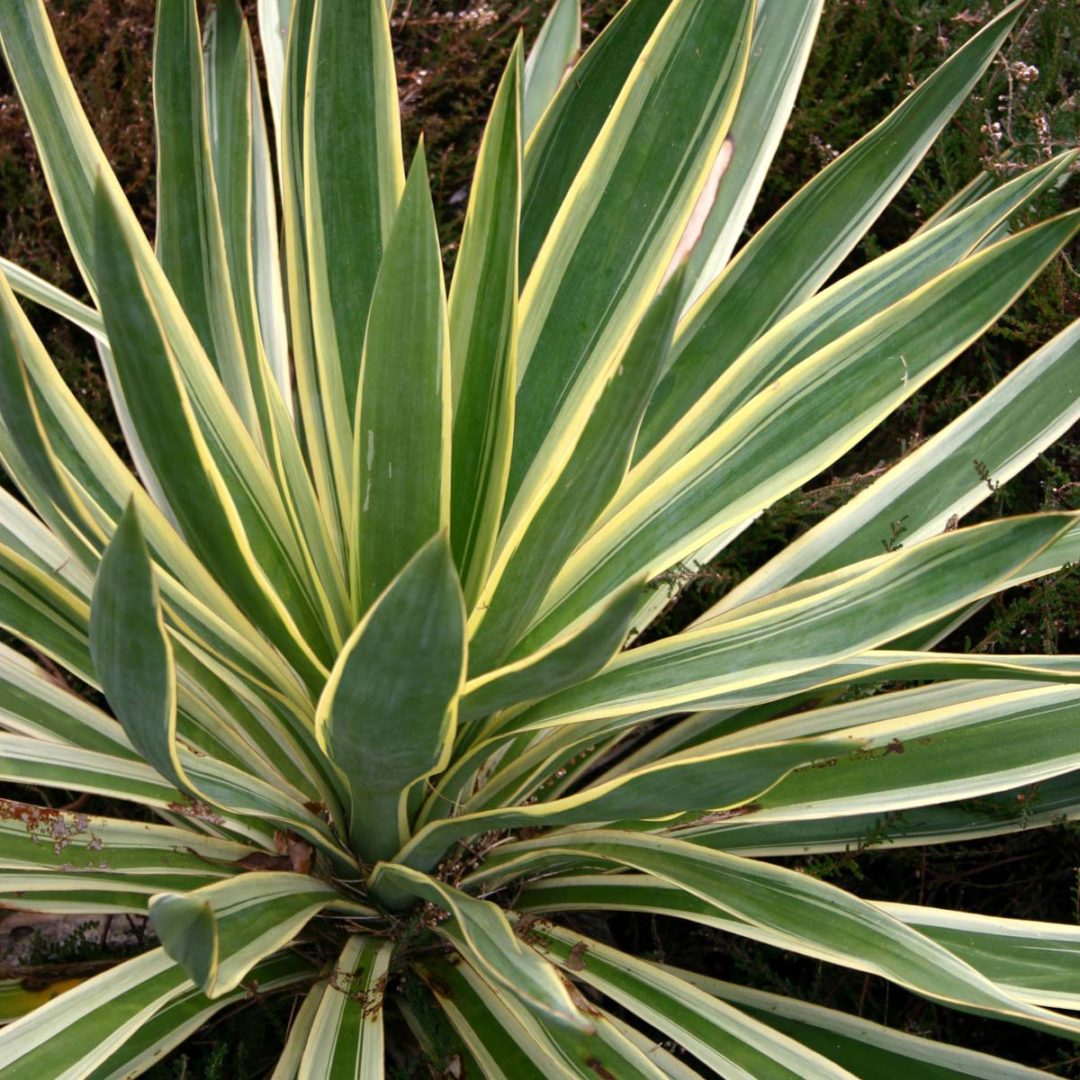 Yucca Variegata TERRA NOVA Nurseries Inc 