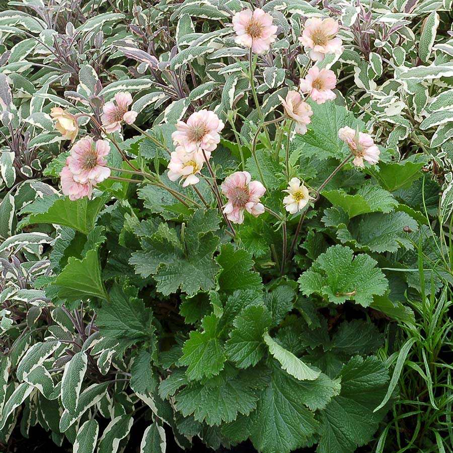 Geum PRETTICOATS™ Peach | TERRA NOVA® Nurseries, Inc.