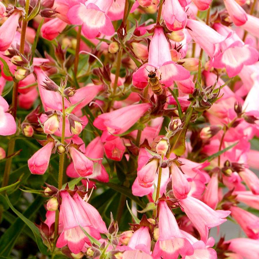 Penstemon HARLEQUIN™ ‘Pink’ | TERRA NOVA® Nurseries, Inc.