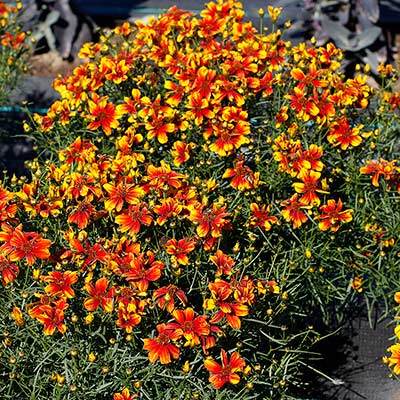 Coreopsis SUNSTAR™ ‘Orange’ | TERRA NOVA® Nurseries, Inc.
