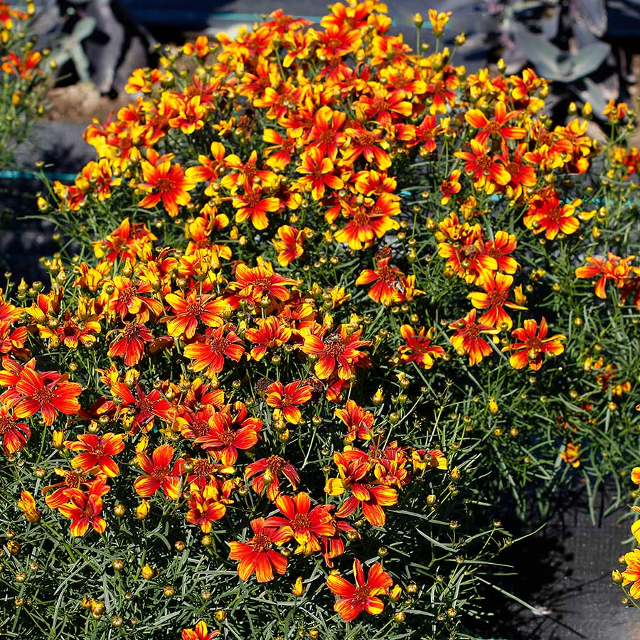Coreopsis SUNSTAR™ ‘Orange’ | TERRA NOVA® Nurseries, Inc.