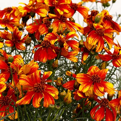 Coreopsis SUNSTAR™ ‘Orange’ | TERRA NOVA® Nurseries, Inc.