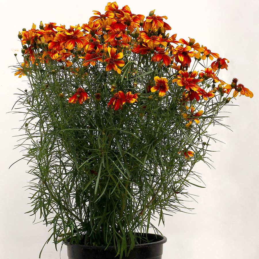Coreopsis SUNSTAR™ ‘Orange’ | TERRA NOVA® Nurseries, Inc.