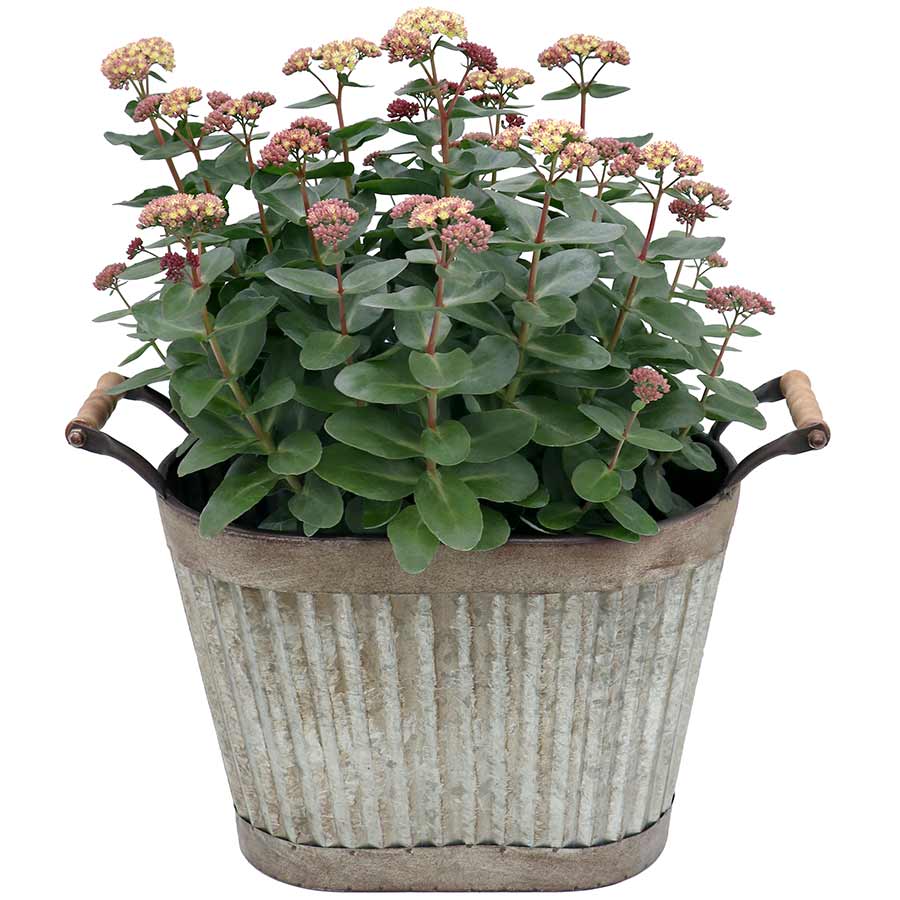 Sedum ‘Conga Line’ | TERRA NOVA® Nurseries, Inc.