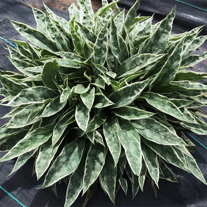 Pulmonaria ‘Raspberry Frost’ | TERRA NOVA® Nurseries, Inc.