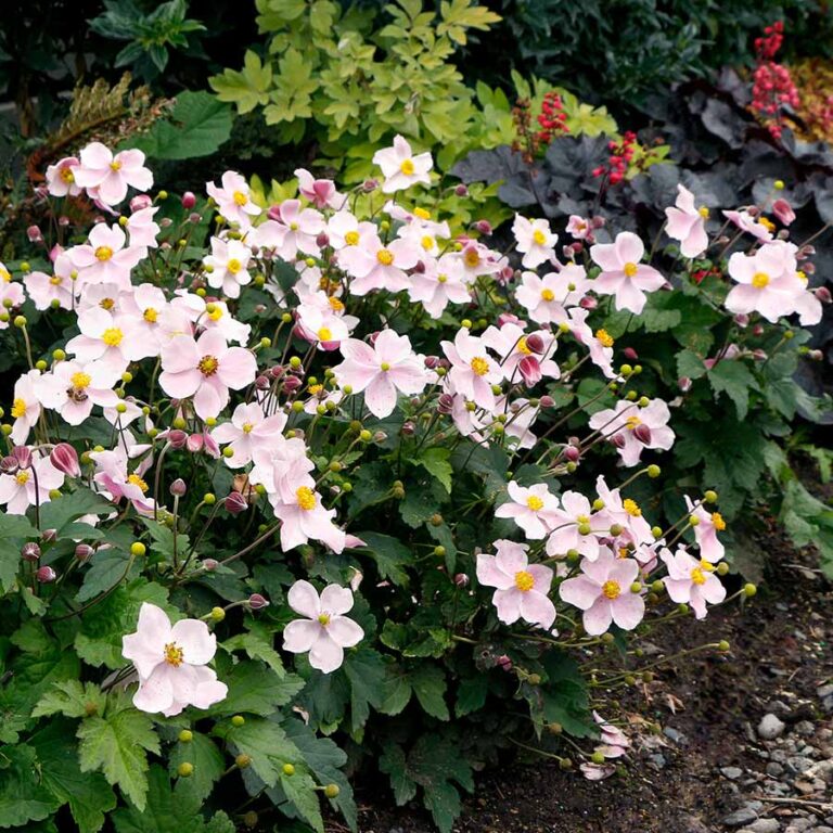Anemone SATIN DOLL™ ‘Blush’ | TERRA NOVA® Nurseries, Inc.