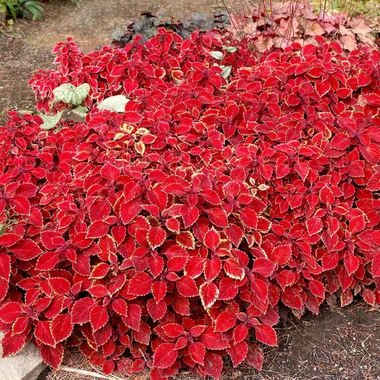 Coleus | TERRA NOVA® Nurseries, Inc.