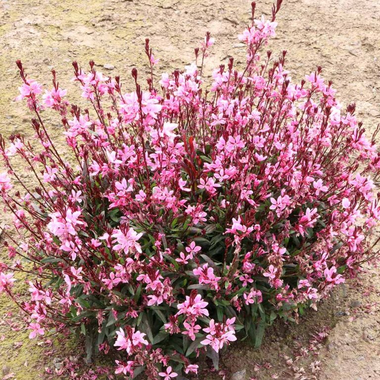 Gaura CONFETTI™ ‘Pink’ | TERRA NOVA® Nurseries, Inc.