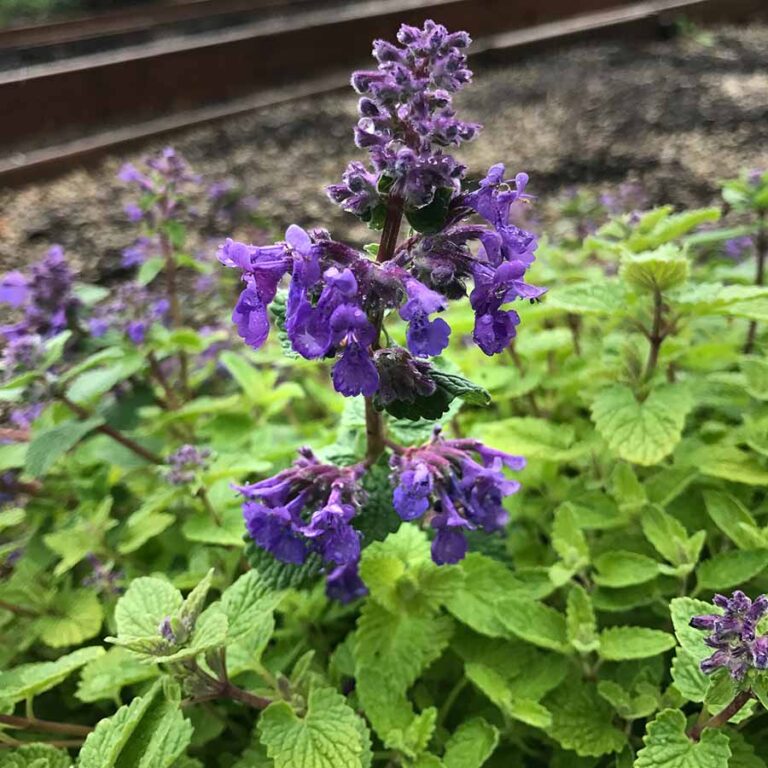 Nepeta NOVA® ‘Blue’ | TERRA NOVA® Nurseries, Inc.