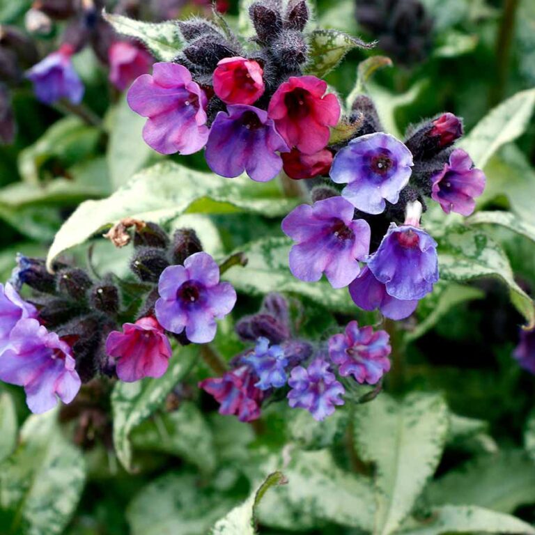 Pulmonaria ‘Silver Scimitar’ | TERRA NOVA® Nurseries, Inc.