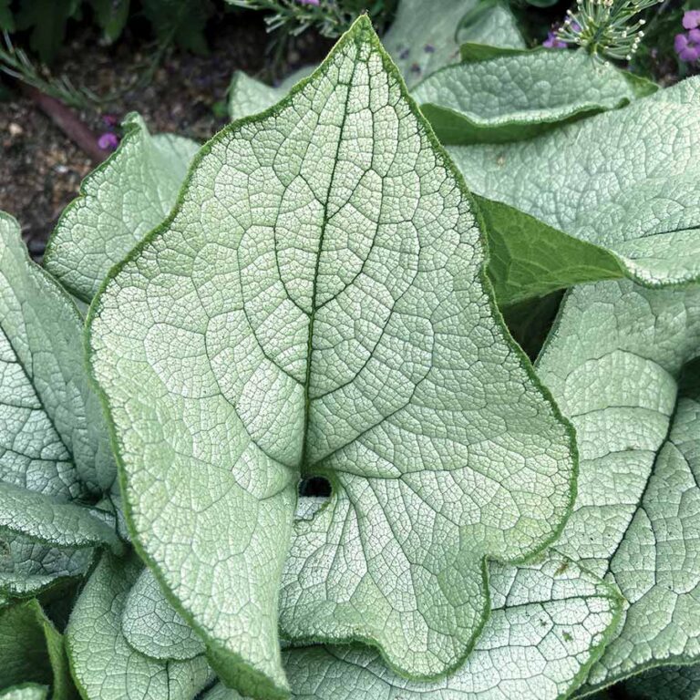 Brunnera ‘Alexandria’ | TERRA NOVA® Nurseries, Inc.