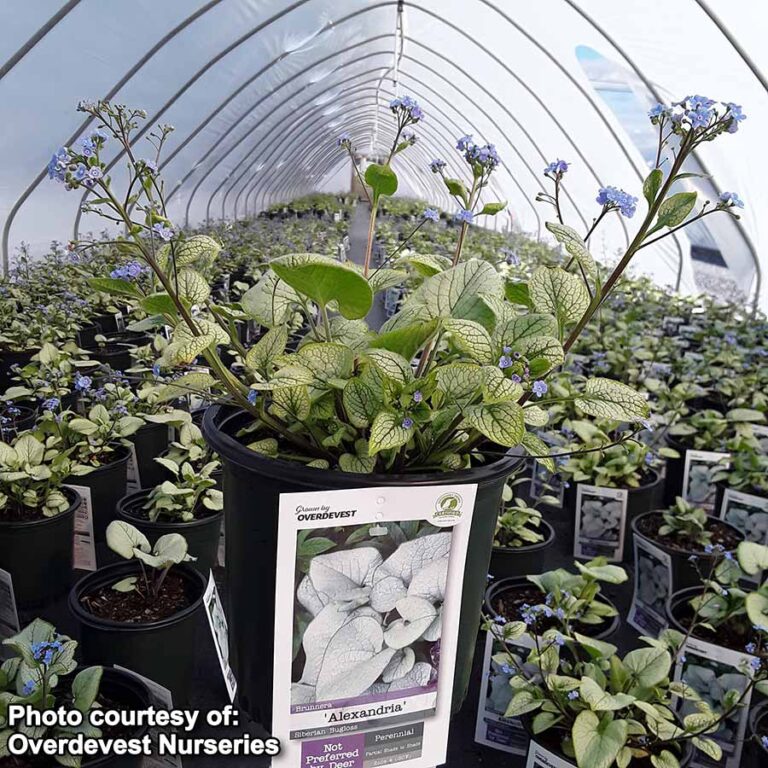 Brunnera ‘Alexandria’ | TERRA NOVA® Nurseries, Inc.