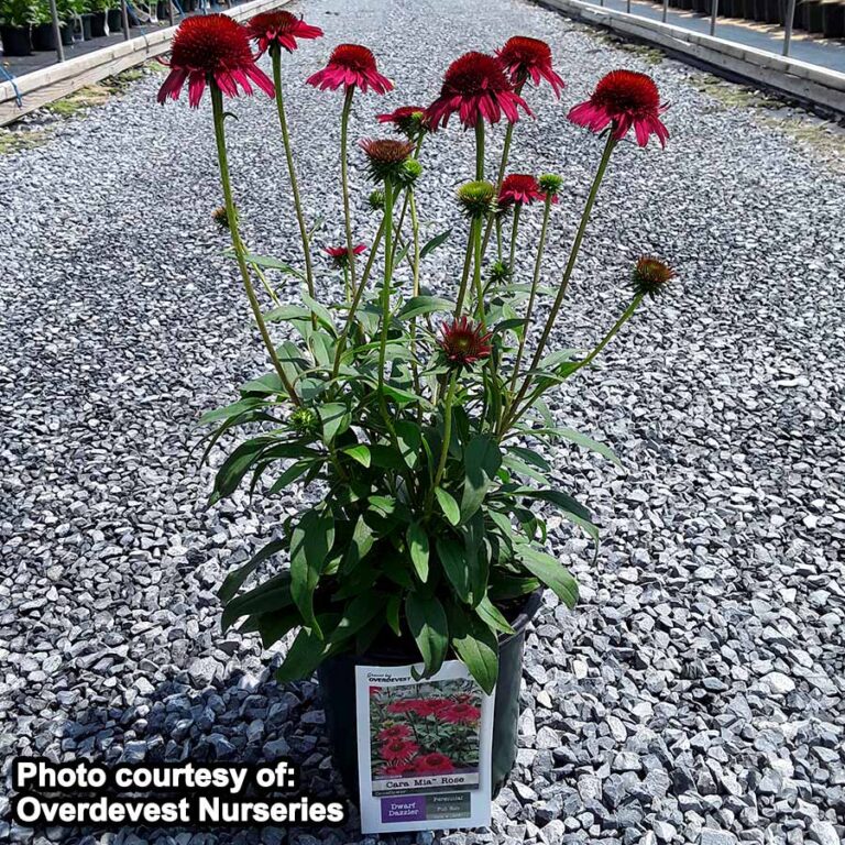 Echinacea CARA MIA™ ‘Rose’ | TERRA NOVA® Nurseries, Inc.