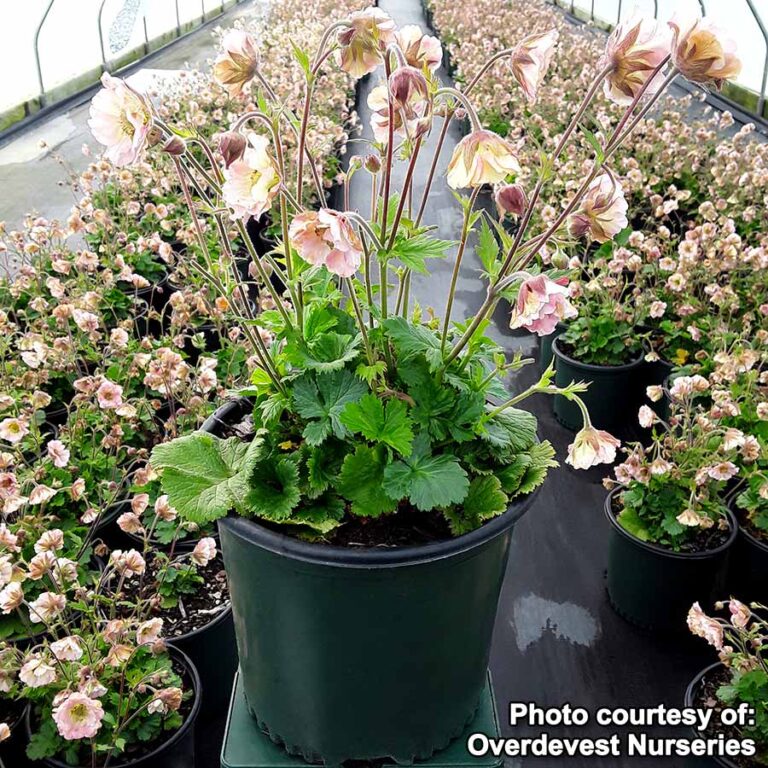 Geum PRETTICOATS™ ‘Peach’ | TERRA NOVA® Nurseries, Inc.