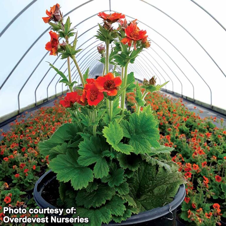 Geum RUSTICO™ ‘Orange’ | TERRA NOVA® Nurseries, Inc.