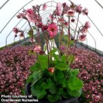 Geum TEMPO™ ‘Rose’ | TERRA NOVA® Nurseries, Inc.