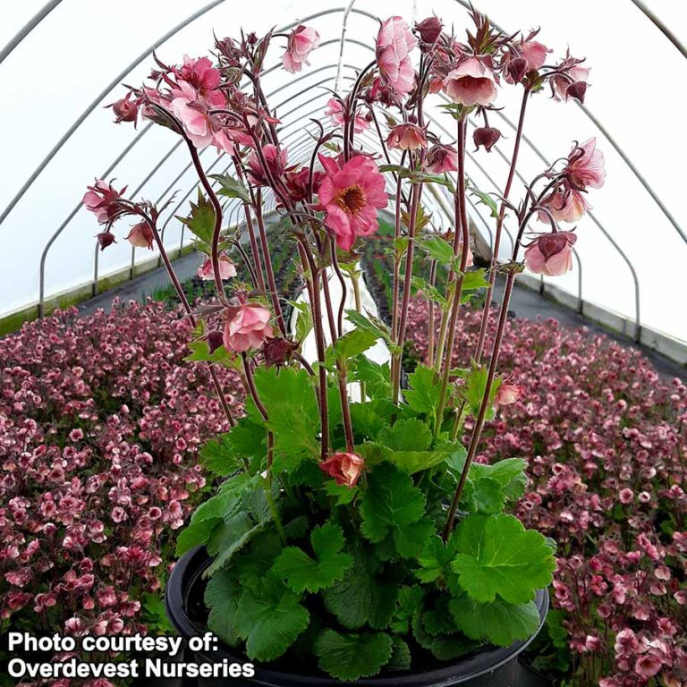 Geum TEMPO™ ‘Rose’ | TERRA NOVA® Nurseries, Inc.