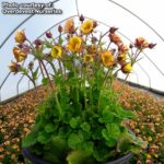 Geum TEMPO™ ‘Yellow’ | TERRA NOVA® Nurseries, Inc.