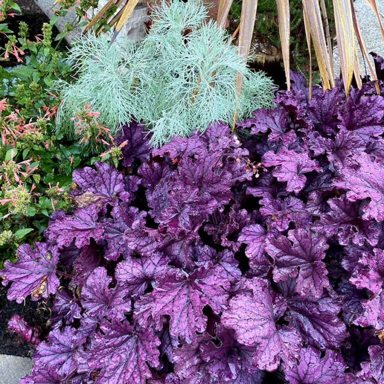 Heuchera FOREVER® ‘Purple’ | TERRA NOVA® Nurseries, Inc.