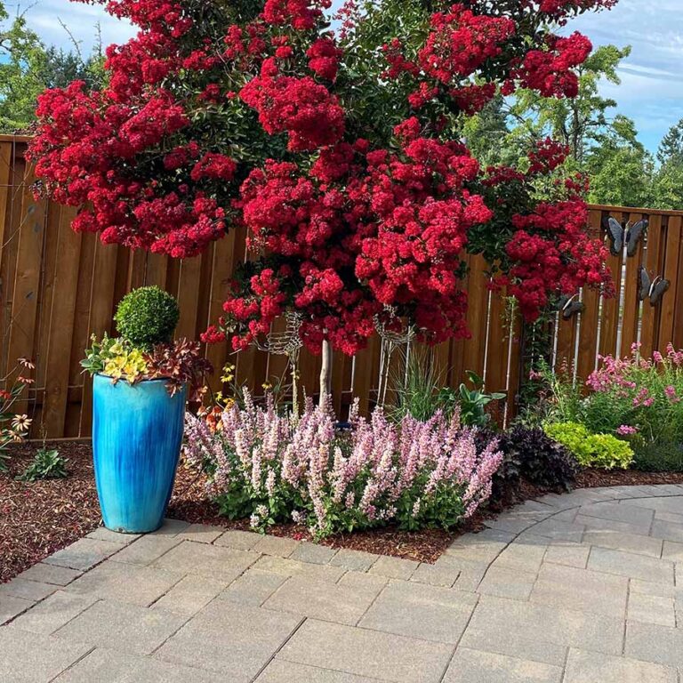 Agastache ‘Pink Pearl’ | TERRA NOVA® Nurseries, Inc.