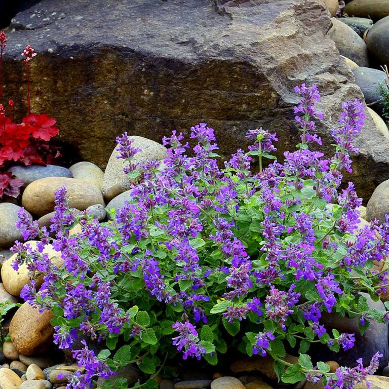Nepeta NOVA® ‘Blue’ | TERRA NOVA® Nurseries, Inc.
