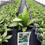 Pulmonaria ‘Silver Bouquet’ | TERRA NOVA® Nurseries, Inc.