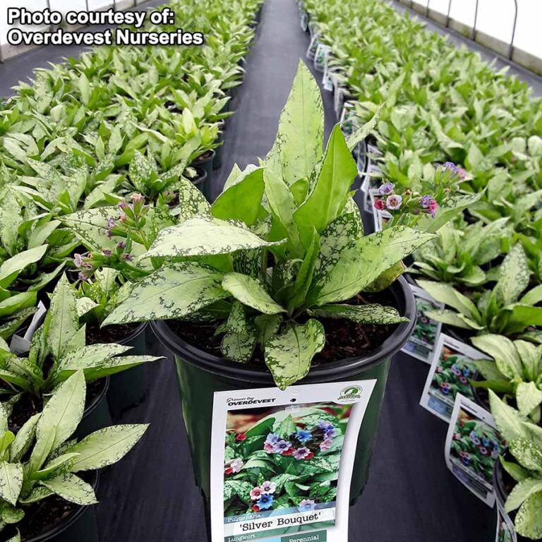 Pulmonaria ‘Silver Bouquet’ | TERRA NOVA® Nurseries, Inc.