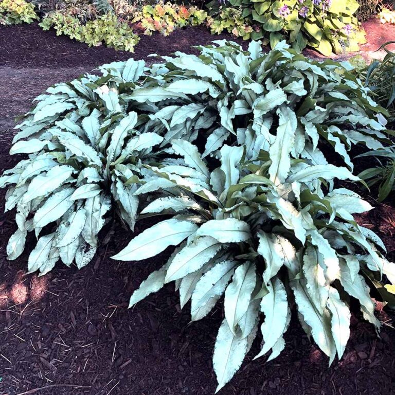 Pulmonaria ‘Silver Scimitar’ | TERRA NOVA® Nurseries, Inc.