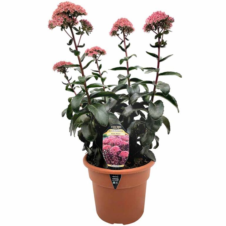 Sedum ‘Dark Magic’ | TERRA NOVA® Nurseries, Inc.